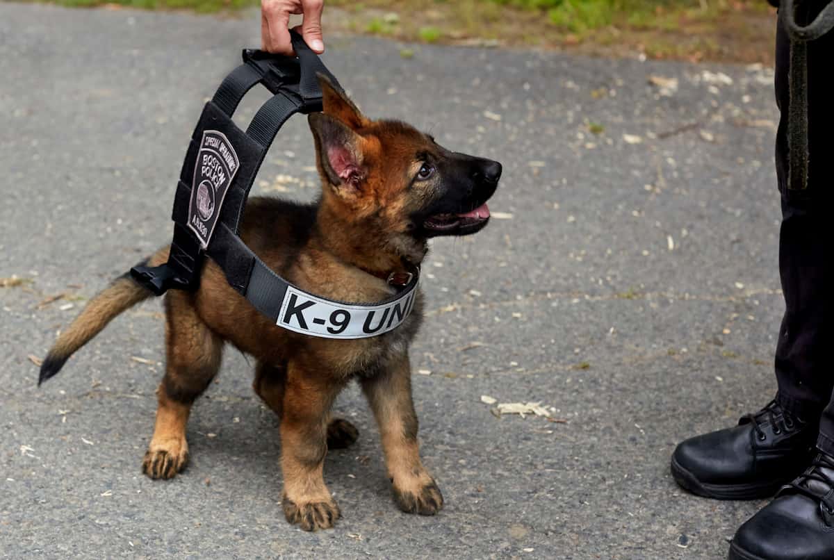 The Chevy Tahoe: The Top Choice of K-9 Units