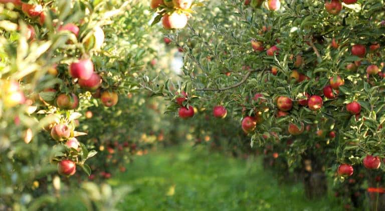 Ten Beautiful Orchards To Visit Near Albany, New York