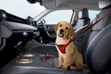 Are Honda Vehicles Designed for Dogs: Honda SUVs, Minivan and Trucks ...